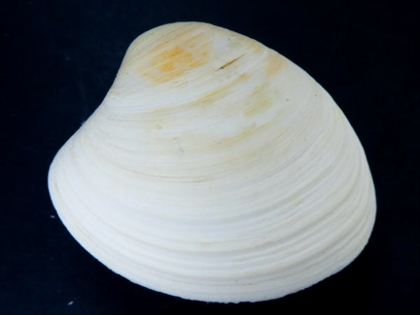 shellauction.net :: Pitar rostratus - 3636758