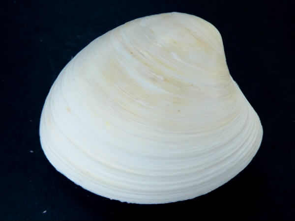 shellauction.net :: Pitar rostratus - 3636758