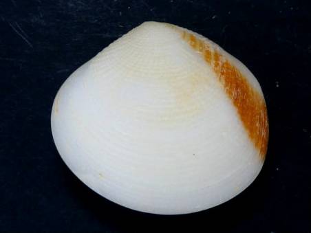 shellauction.net :: Circe scripta - 3636767