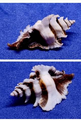 shellauction.net :: Pterochelus akation - 3636815