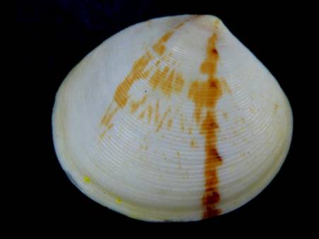 shellauction.net :: Circe mistura - 3636818