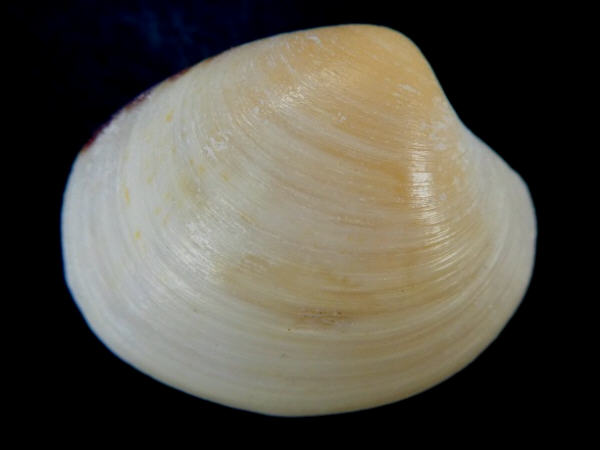 shellauction.net :: Pitar limatula - 3636819