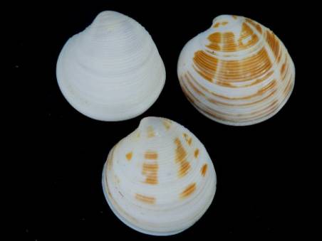 shellauction.net :: Dosinia contusa - 3636829