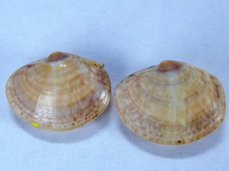 shellauction.net :: Sunetta contempta bruggeri - 3636832