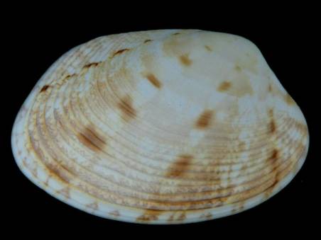 shellauction.net :: Tapes sulcarius - 3636875