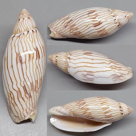 shellauction.net :: Amoria turneri - 3636911