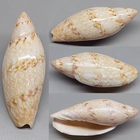 shellauction.net :: Amoria turneri - 3636912