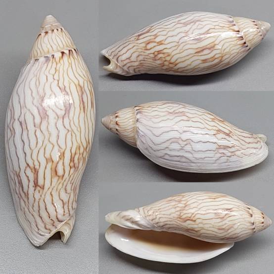 shellauction.net :: Amoria turneri - 3636918