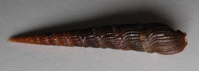 shellauction.net :: Punctoterebra succincta - 3636940