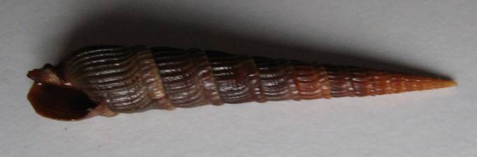 shellauction.net :: Punctoterebra succincta - 3636940