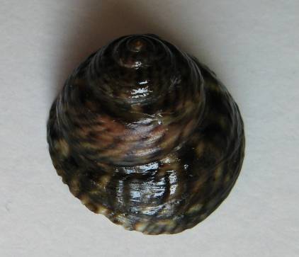 shellauction.net :: Tegula excavata - 3637039