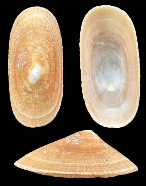 shellauction.net :: Cymbula compressa - 3637046