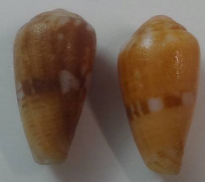 shellauction.net :: Conus mozambicus lautus - 3637064