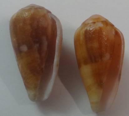 shellauction.net :: Conus mozambicus lautus - 3637064