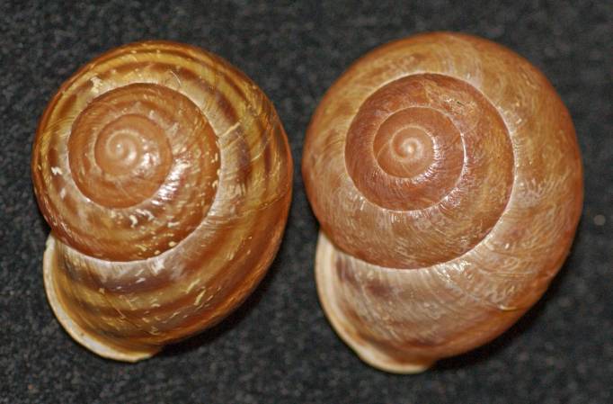 shellauction.net :: Hemicycla gaudryi - 3637073