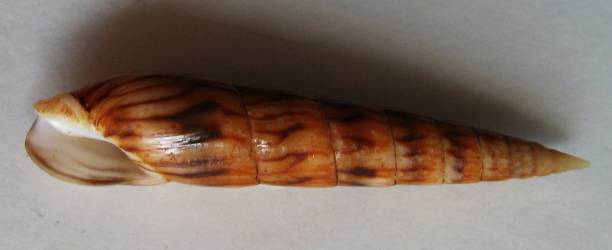 shellauction.net :: Hastula penicillata - 3637222