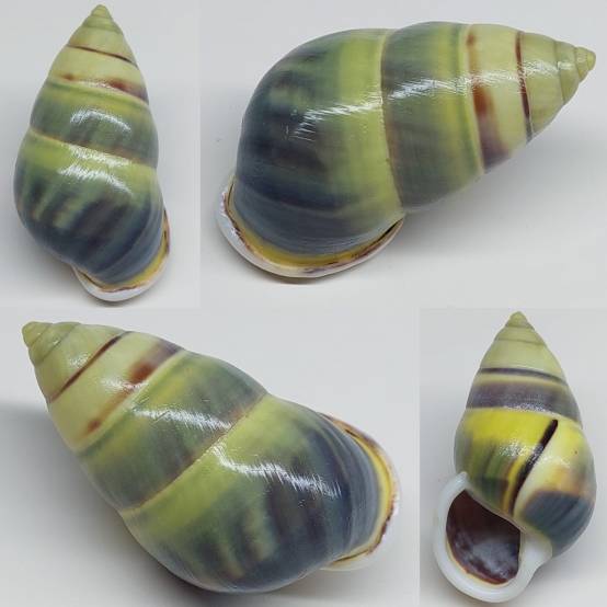 shellauction.net :: Amphidromus perversus butoti stevensoni - 3637321