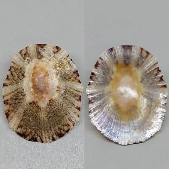 shellauction.net :: Patella sp. - 3637369