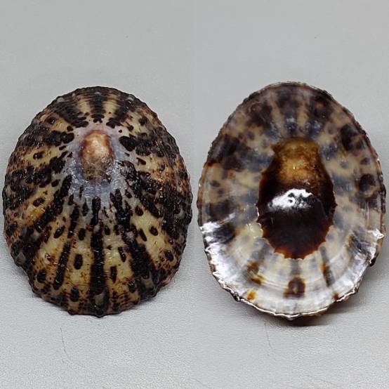 shellauction.net :: Patella radiata - 3637388