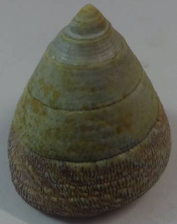 shellauction.net :: Trochus hanleyanus - 3637396