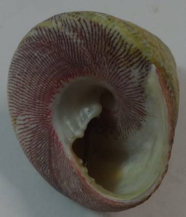 shellauction.net :: Trochus hanleyanus - 3637396