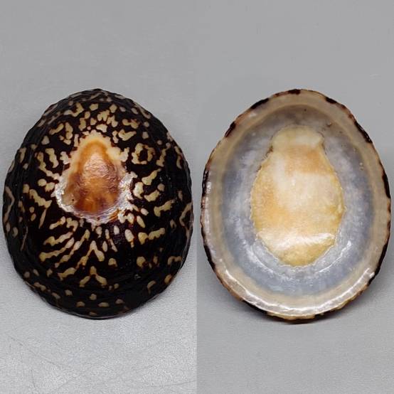 shellauction.net :: Patella testudinaria - 3637409