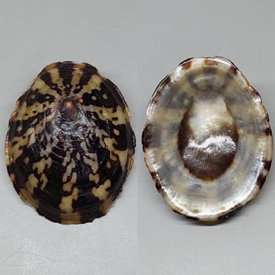 shellauction.net :: Patella testudinaria - 3637419