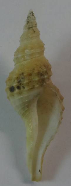 shellauction.net :: Granulifusus niponicus - 3637432