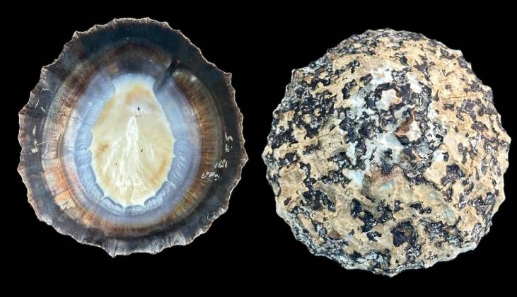 shellauction.net :: Cymbula oculus - 3637446