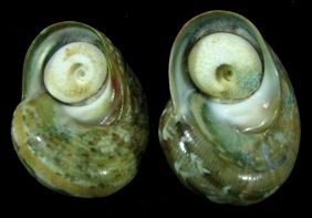 shellauction.net :: Turbo cidaris cidaris - 3637459