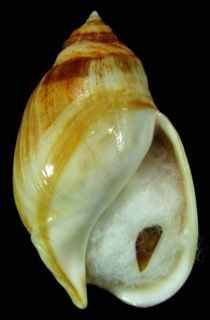 shellauction.net :: Bullia laevissima - 3637461