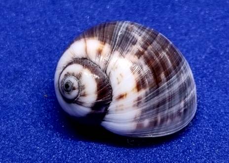 shellauction.net :: Natica fasciata - 3637465