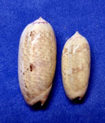 shellauction.net :: Oliva lignaria - 3637507