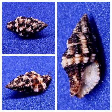 shellauction.net :: Engina curtisiana - 3637518