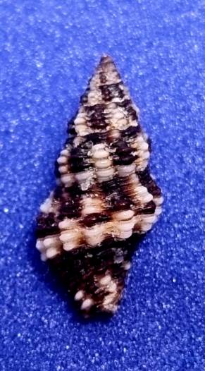 shellauction.net :: Engina curtisiana - 3637518