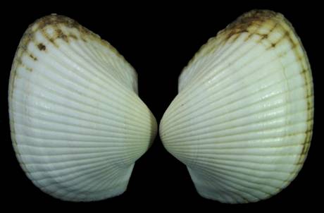 shellauction.net :: Anadara uropigimelana - 3637521