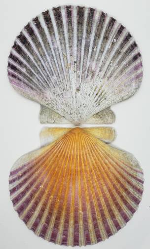 shellauction.net :: Argopecten purpuratus - 3637523