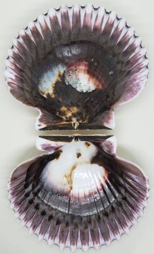 shellauction.net :: Argopecten purpuratus - 3637523