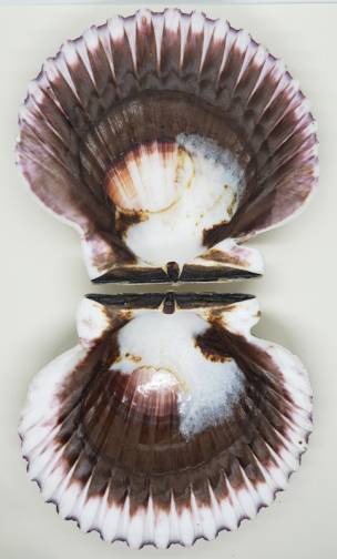 shellauction.net :: Argopecten purpuratus - 3637526