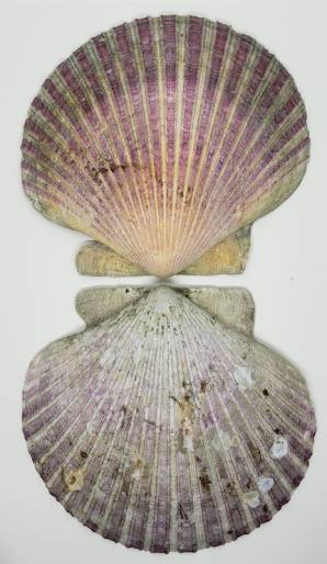 shellauction.net :: Argopecten purpuratus - 3637526