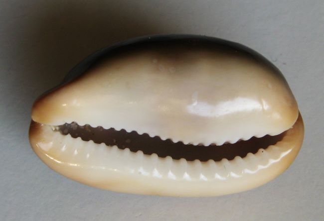 shellauction.net :: Lyncina ventriculus topee - 3637595