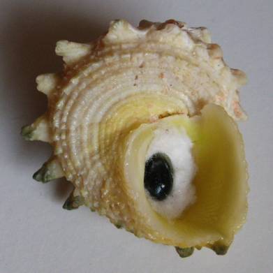 shellauction.net :: Astralium calcar - 3637596