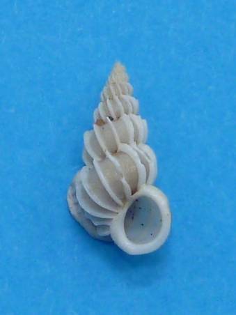 shellauction.net :: Epitonium tinctum - 3637664