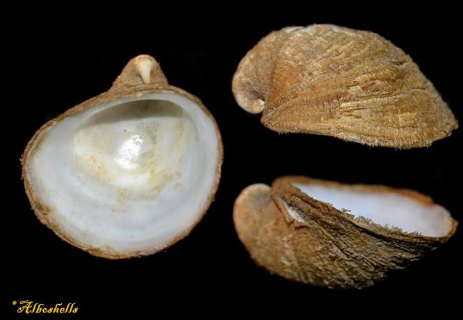 shellauction.net :: Capulus ungaricus - 3637688