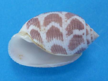 shellauction.net :: Punctacteon variegatus - 3637703