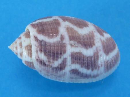 shellauction.net :: Punctacteon variegatus - 3637703
