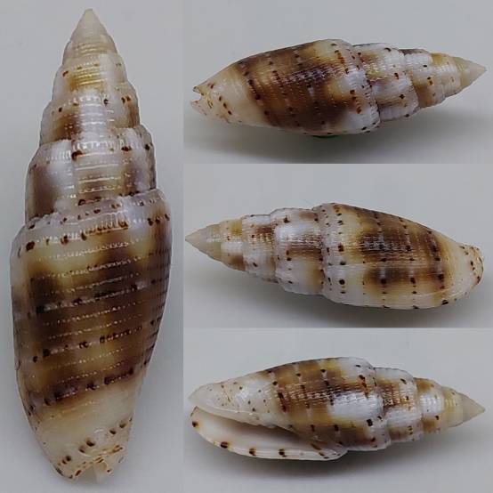 shellauction.net :: Scabricola waltercernohorskyi - 3637720