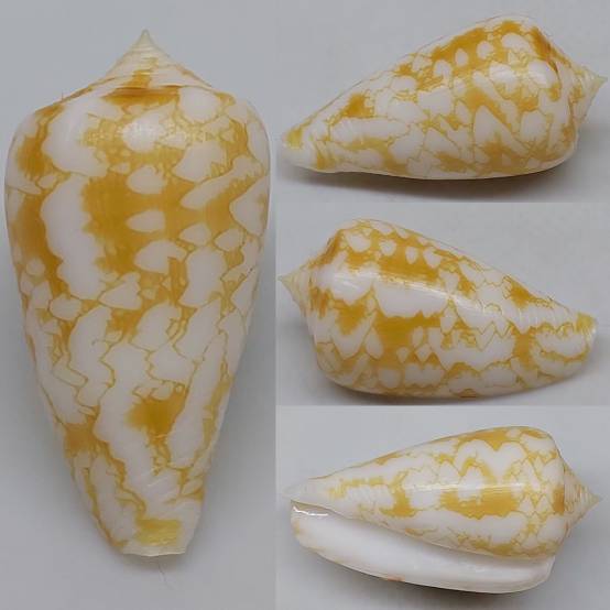 shellauction.net :: Conus wittigi - 3637734