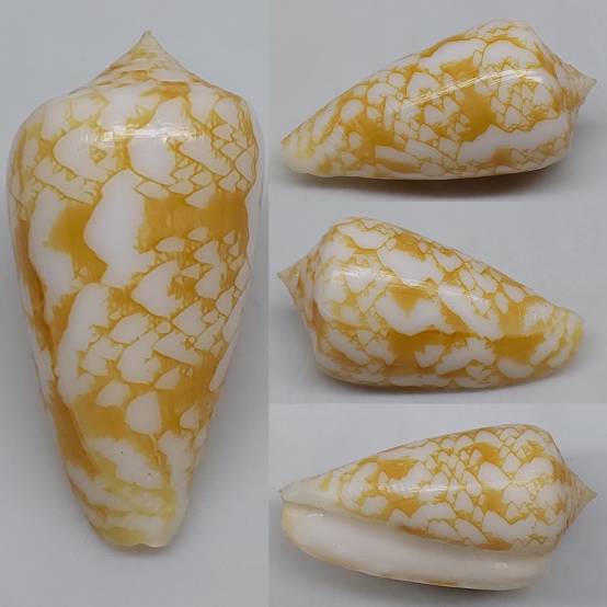 shellauction.net :: Conus wittigi - 3637735