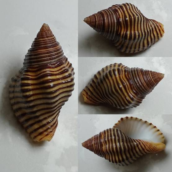 shellauction.net :: Pollia undosa - 3637815